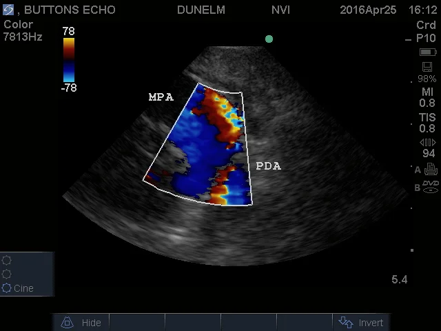Cardiac – Canine – NVi – North East Veterinary Imaging